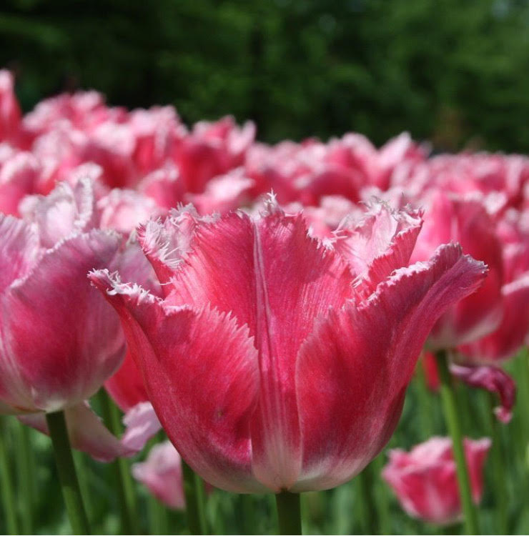 Travel escapes this summer – The Netherlands:Dutch Life – Bohemian ...